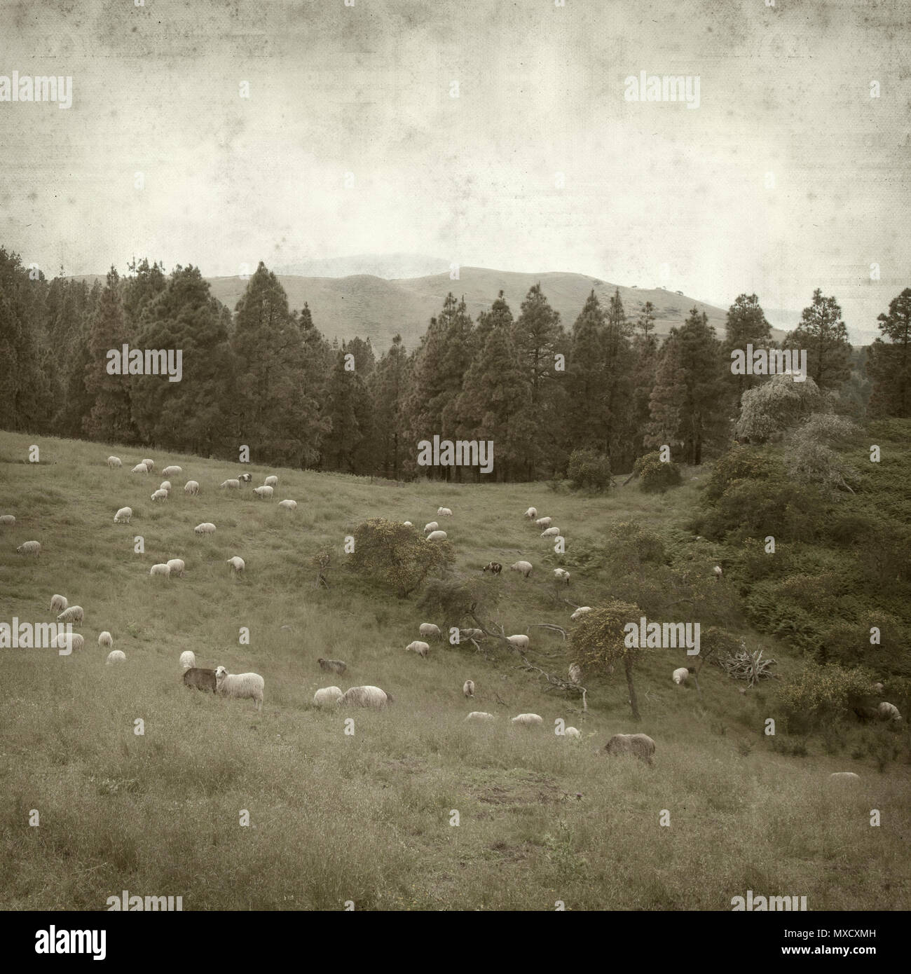 textured old paper background with Gran Canaria landscape with flock of ...