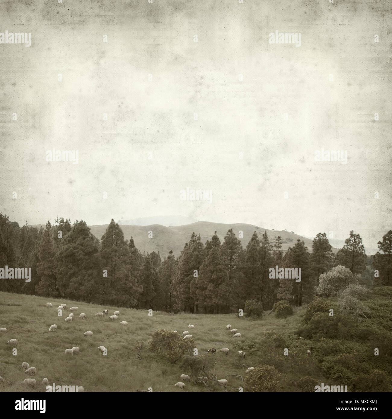 textured old paper background with Gran Canaria landscape with flock of sheep Stock Photo - Alamy