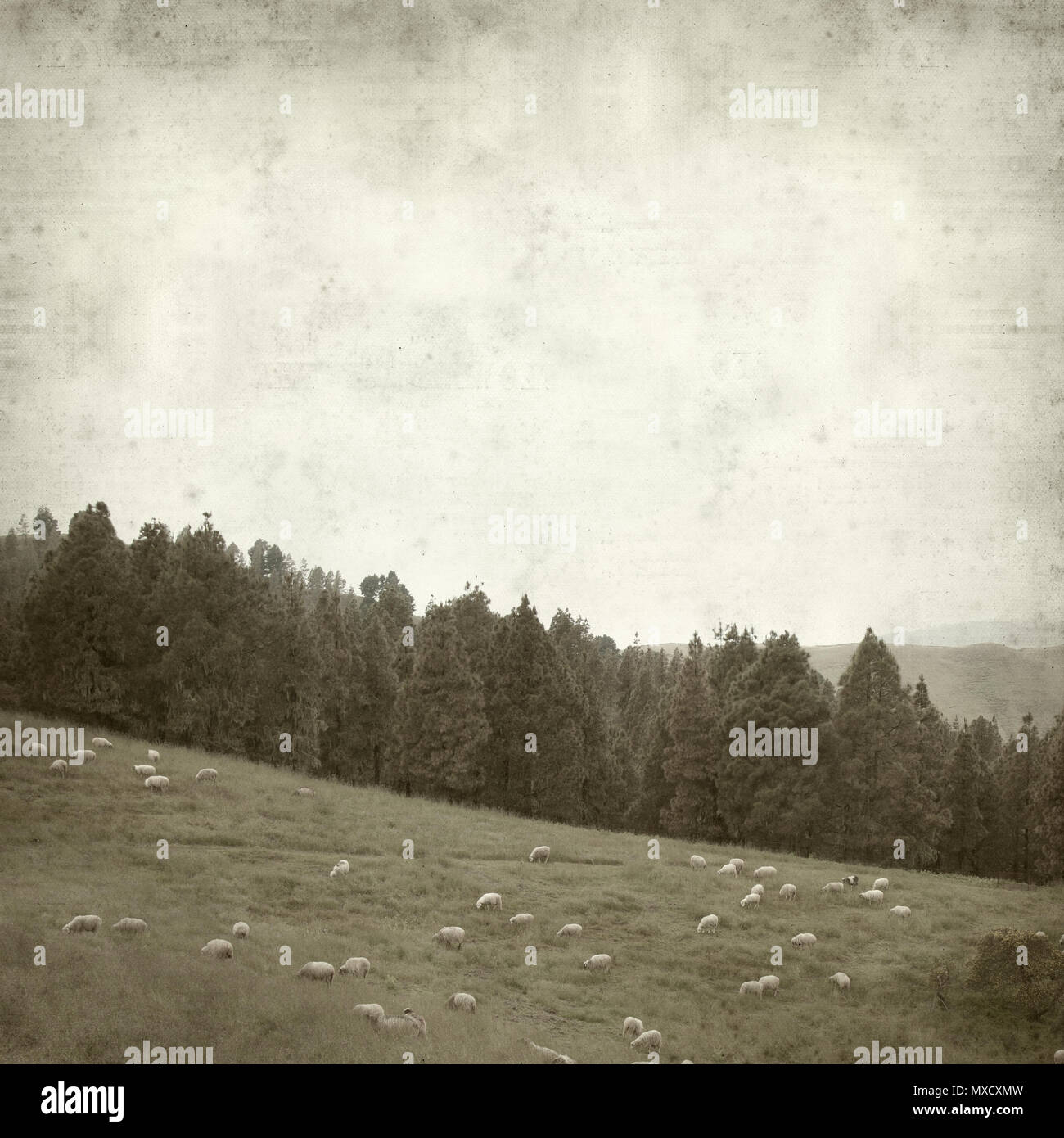 textured old paper background with Gran Canaria landscape with flock of ...
