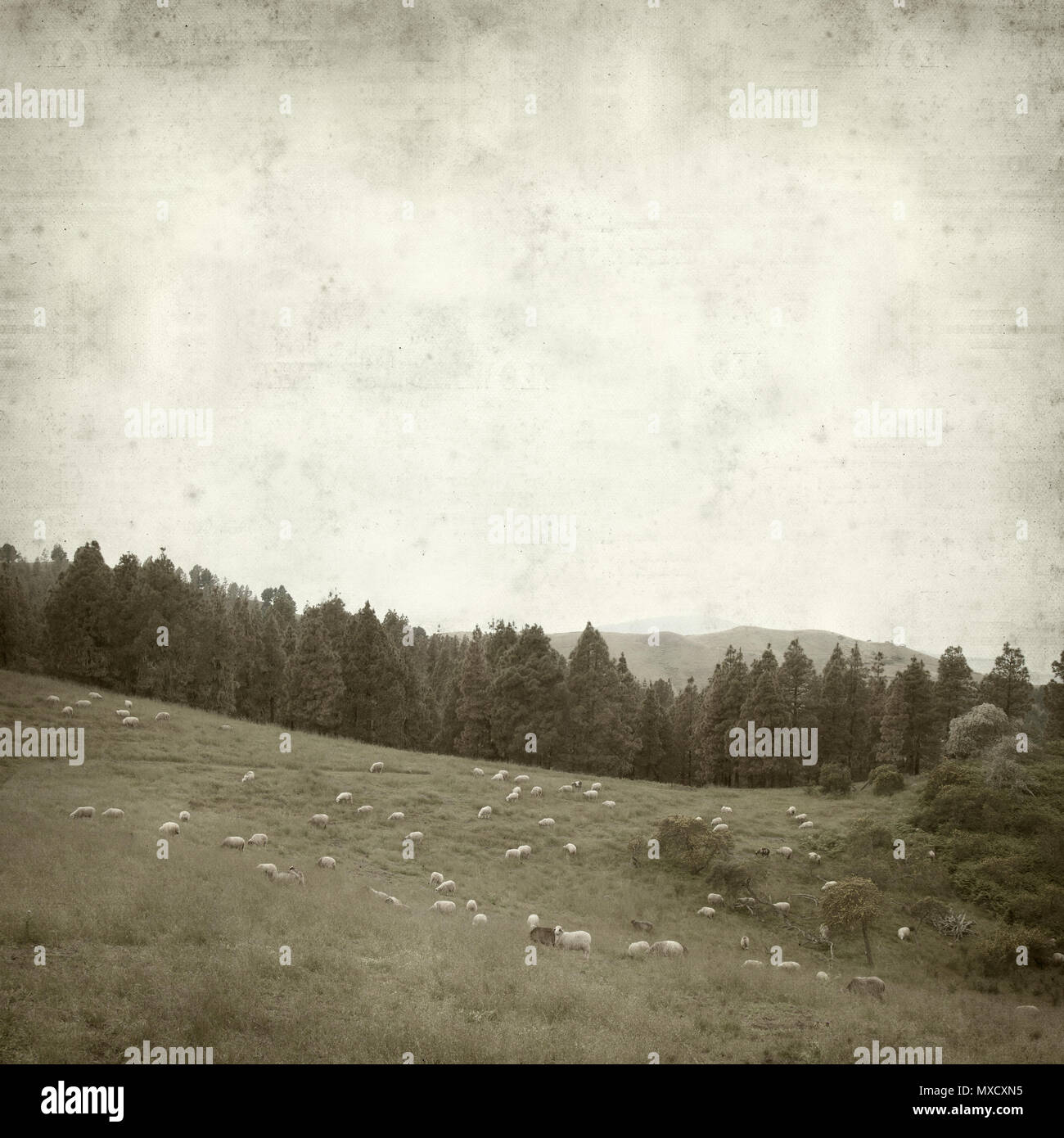 textured old paper background with Gran Canaria landscape with flock of ...