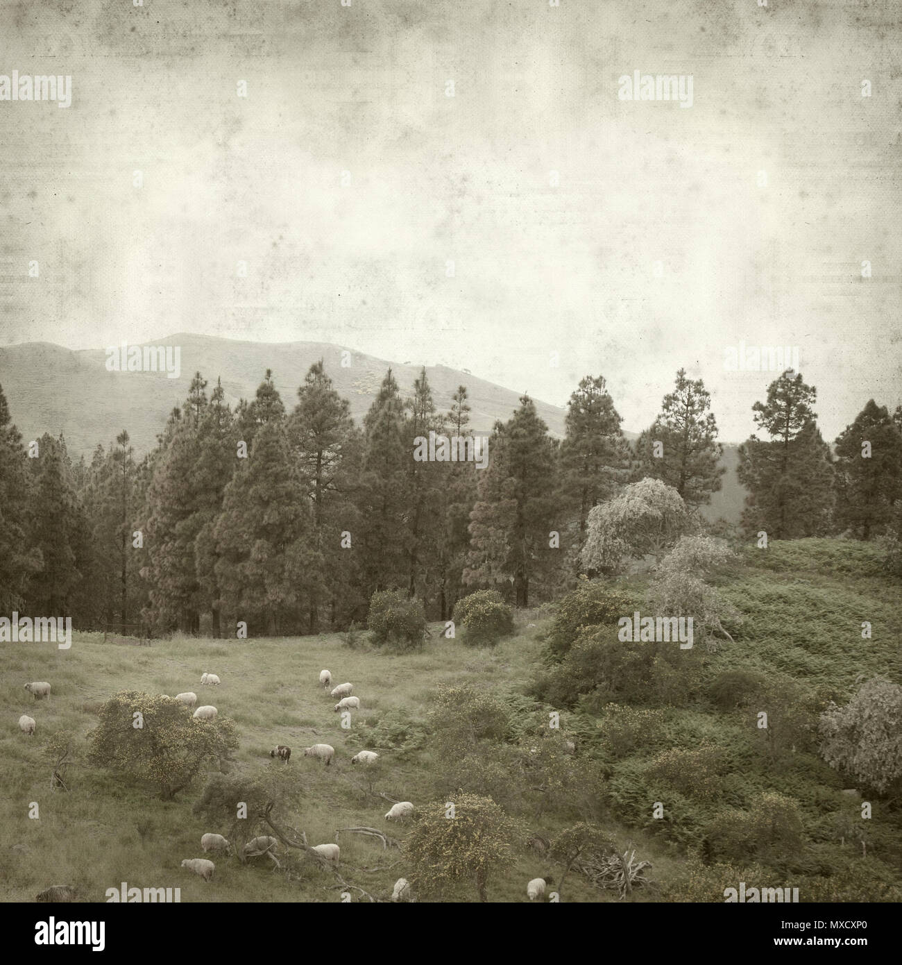 textured old paper background with Gran Canaria landscape with flock of ...