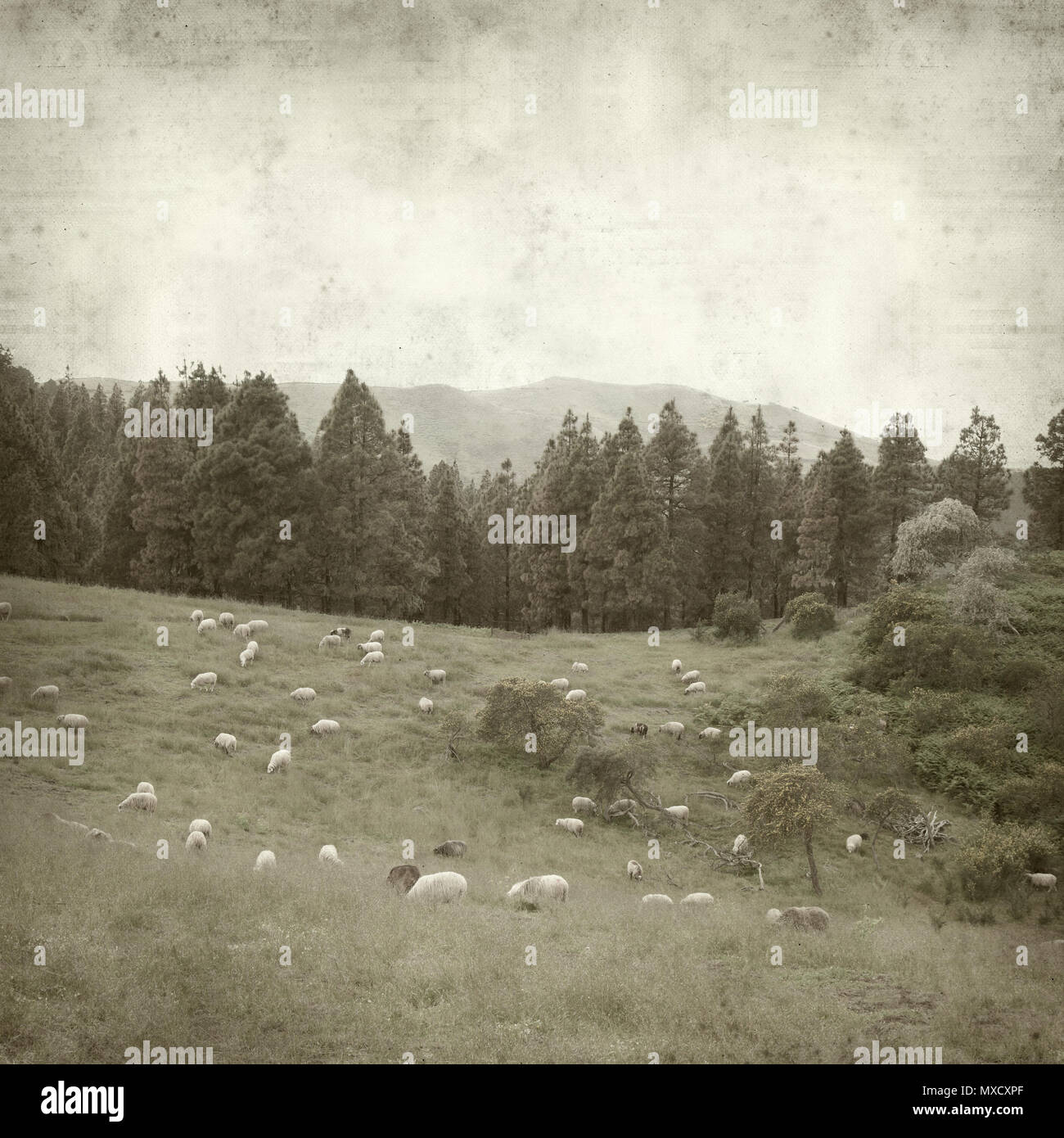 textured old paper background with Gran Canaria landscape with flock of ...