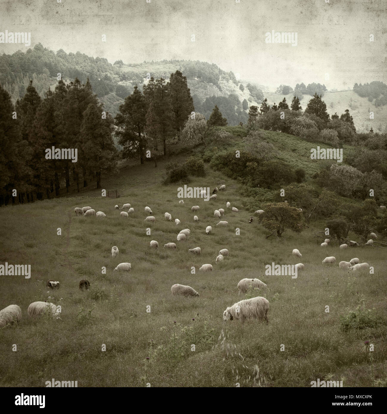 textured old paper background with Gran Canaria landscape with flock of ...