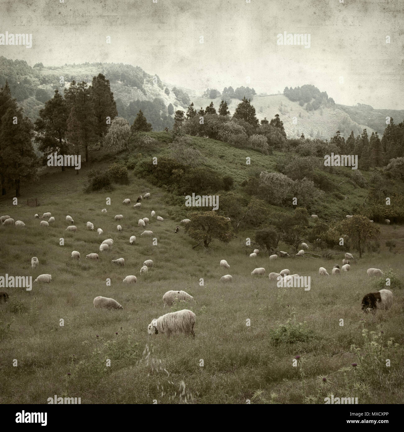 textured old paper background with Gran Canaria landscape with flock of sheep Stock Photo - Alamy