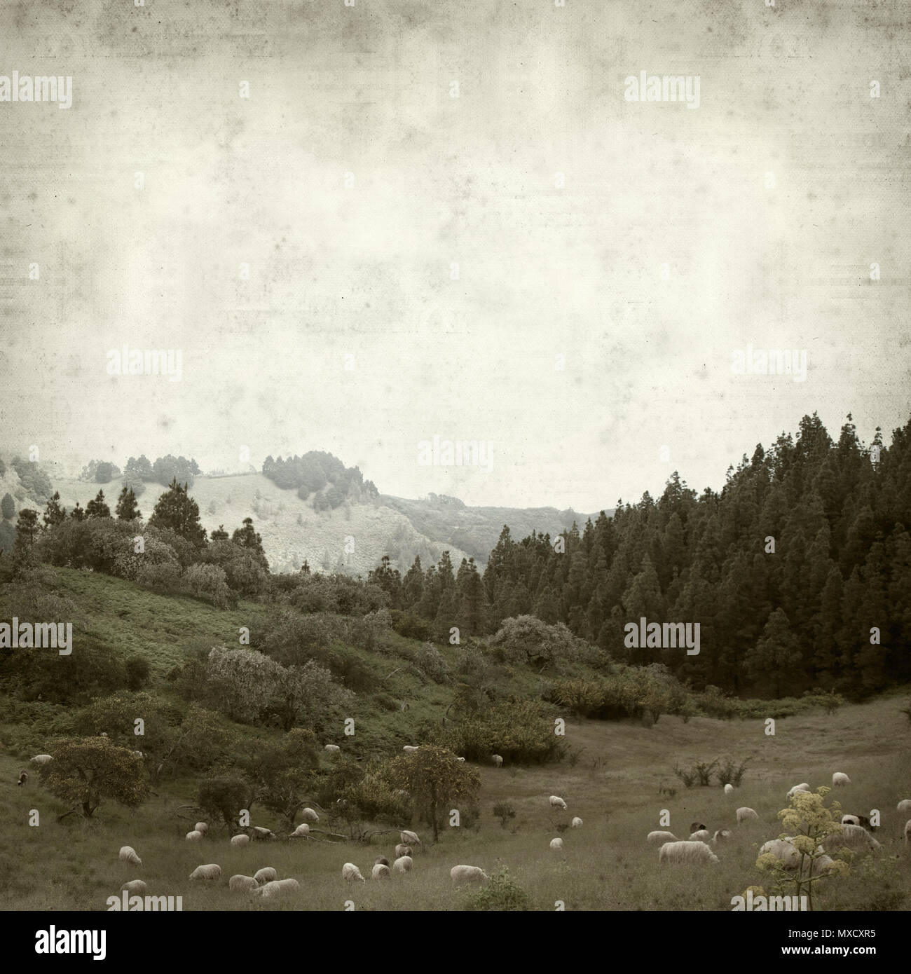 textured old paper background with Gran Canaria landscape with flock of ...