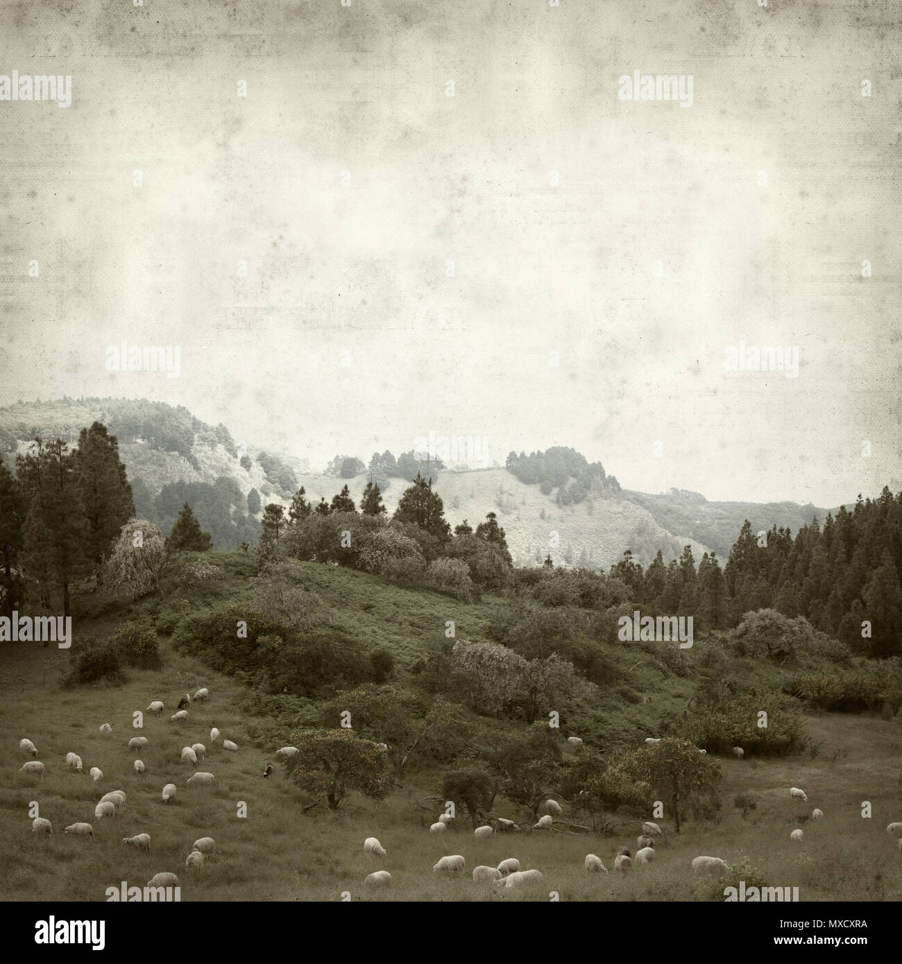 textured old paper background with Gran Canaria landscape with flock of sheep Stock Photo - Alamy