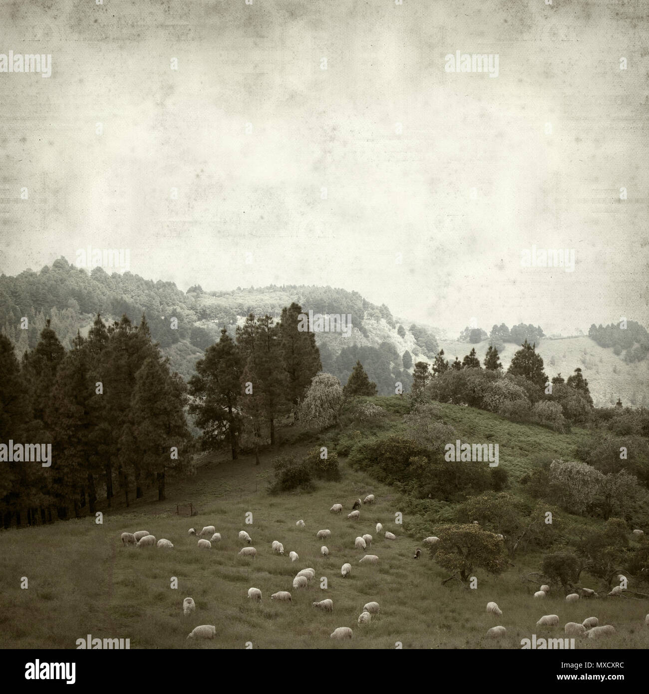 textured old paper background with Gran Canaria landscape with flock of ...