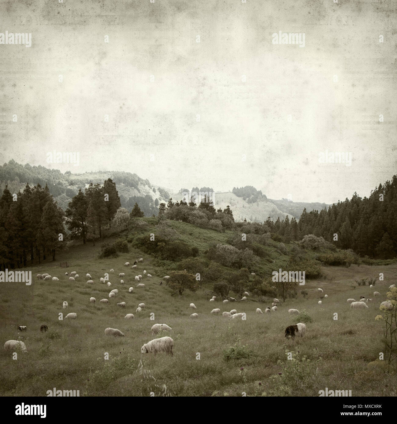 textured old paper background with Gran Canaria landscape with flock of sheep Stock Photo - Alamy