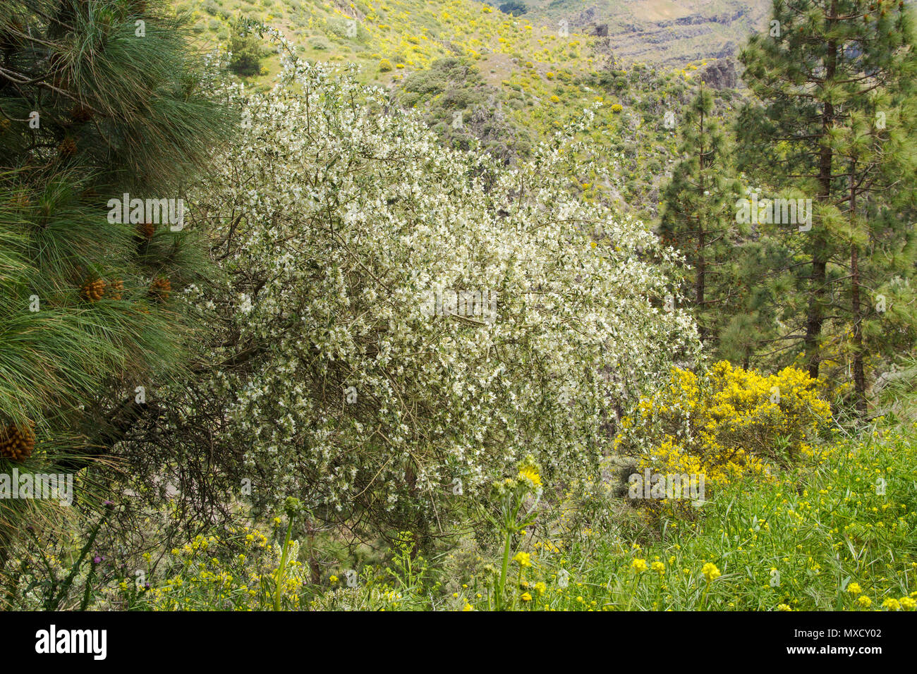 Flora of Gran Canaria - Chamaecytisus proliferus, tree lucerne ...