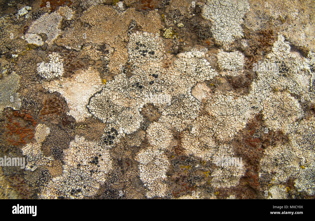 Grey circular lichen on rock hi-res stock photography and images - Alamy
