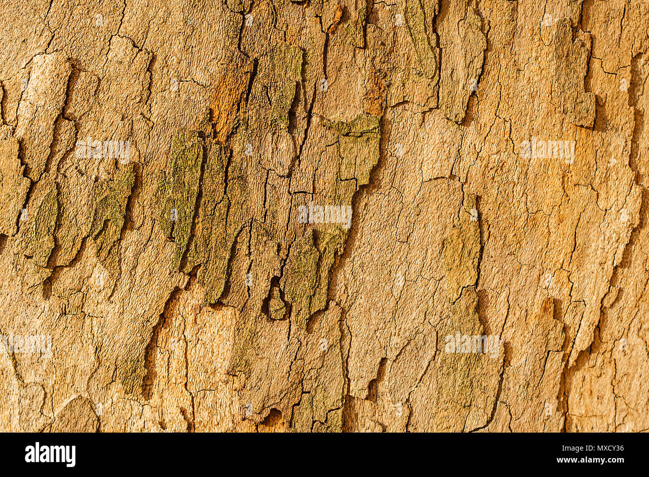 closeup of platan tree bark Stock Photo - Alamy