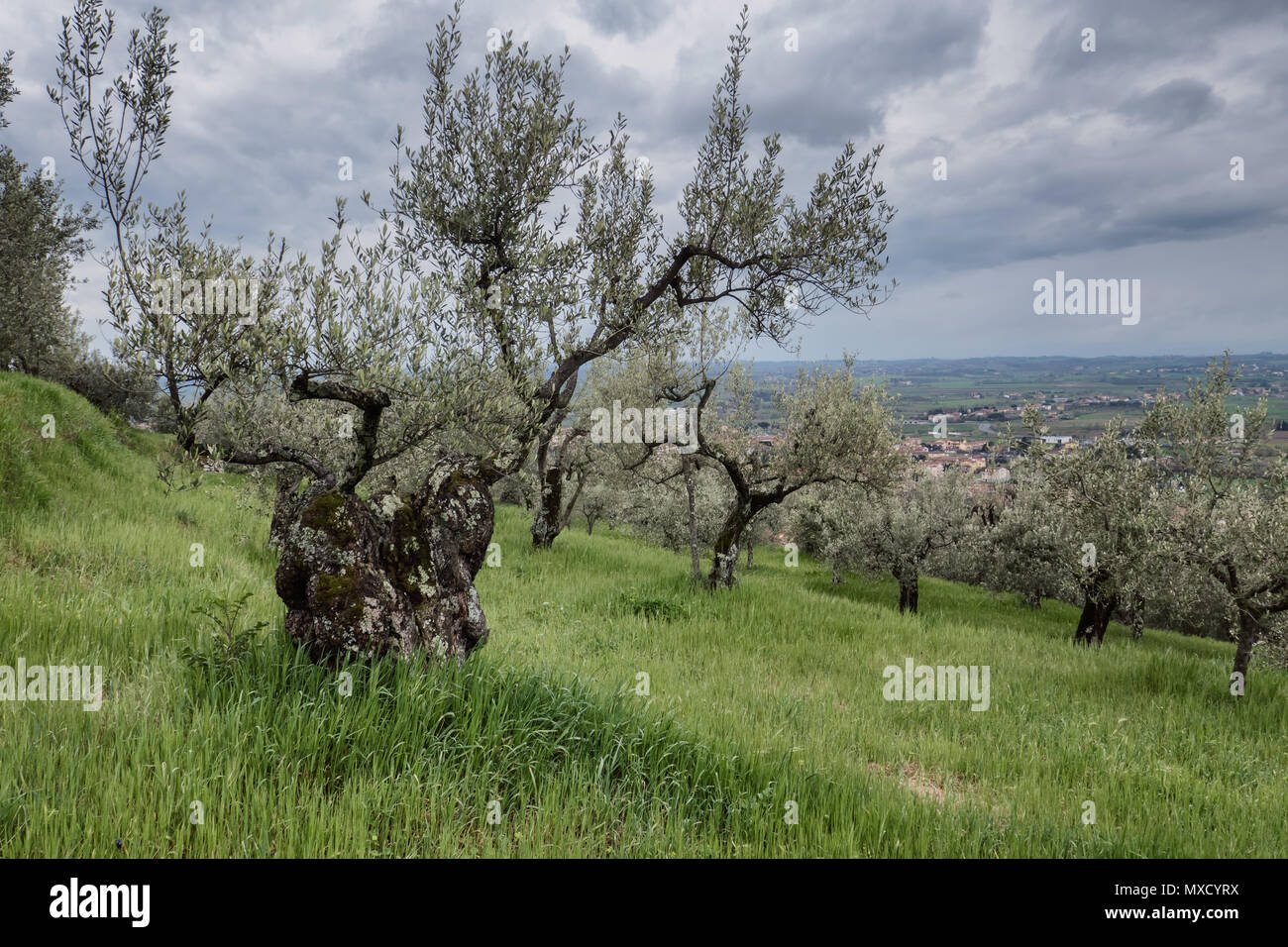 Old olive tree outside Cortona in Tuscany Italy Stock Photo - Alamy