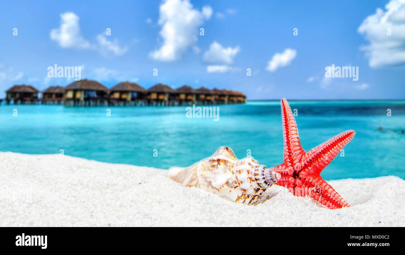 tropical theme with maldives blurred background, star shell in the ...