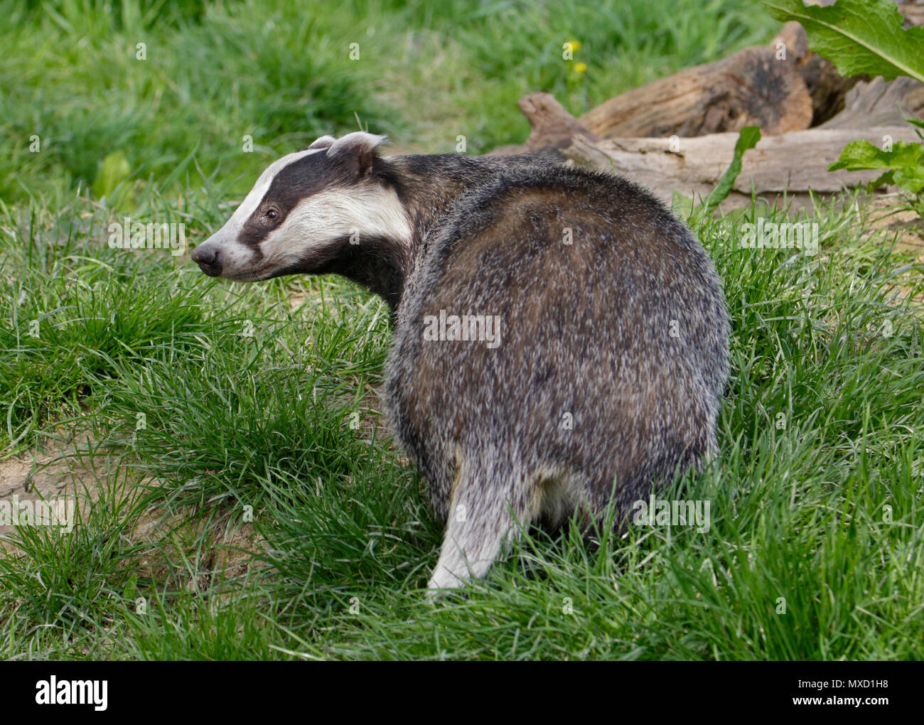 Eurasian Badger (meles meles Stock Photo - Alamy