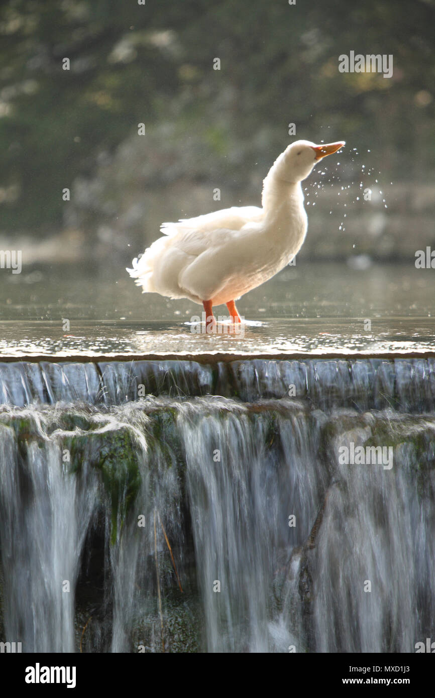 A White Goose washing in stream leading to a waterfall Stock Photo - Alamy