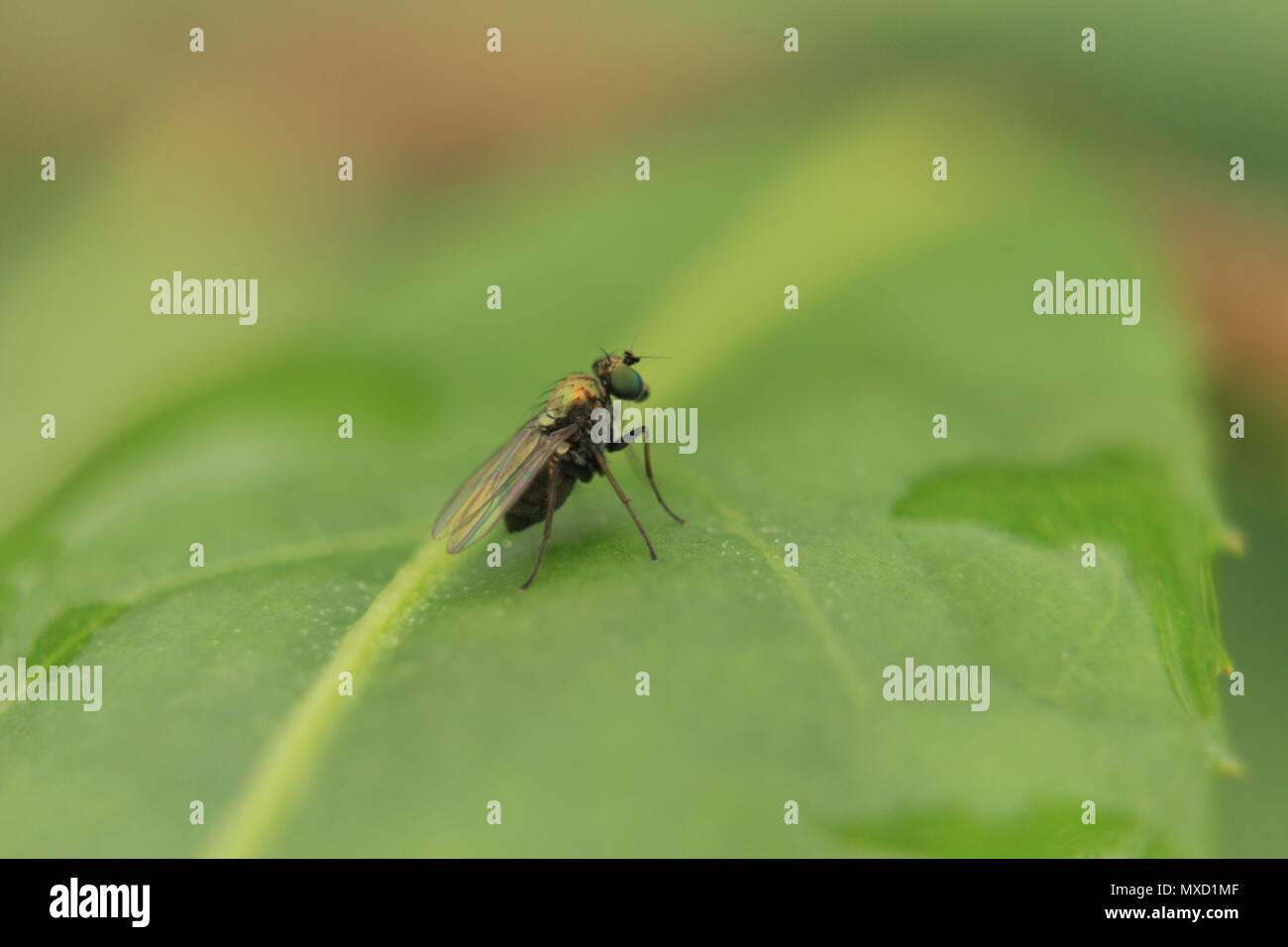 Tsetse fly hi-res stock photography and images - Alamy