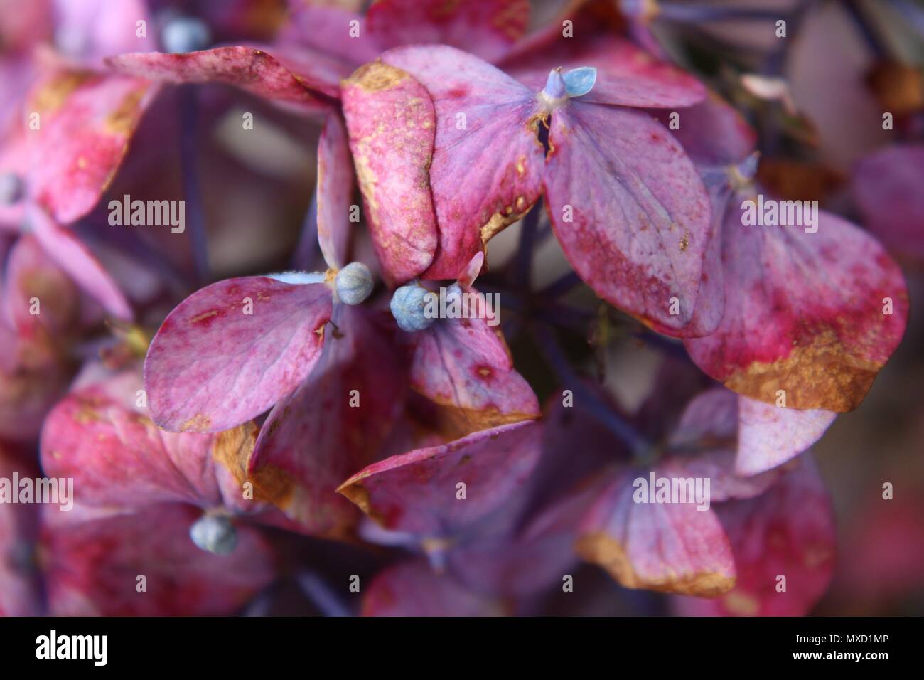 White hydrangea hedge hi-res stock photography and images - Alamy
