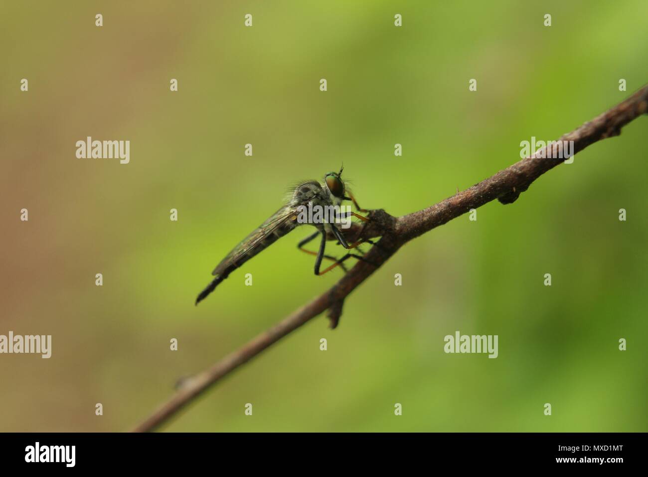 Dipteran fly hi-res stock photography and images - Alamy