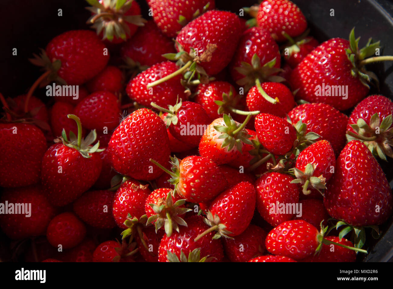 Strawberries in a bucket hi-res stock photography and images - Alamy