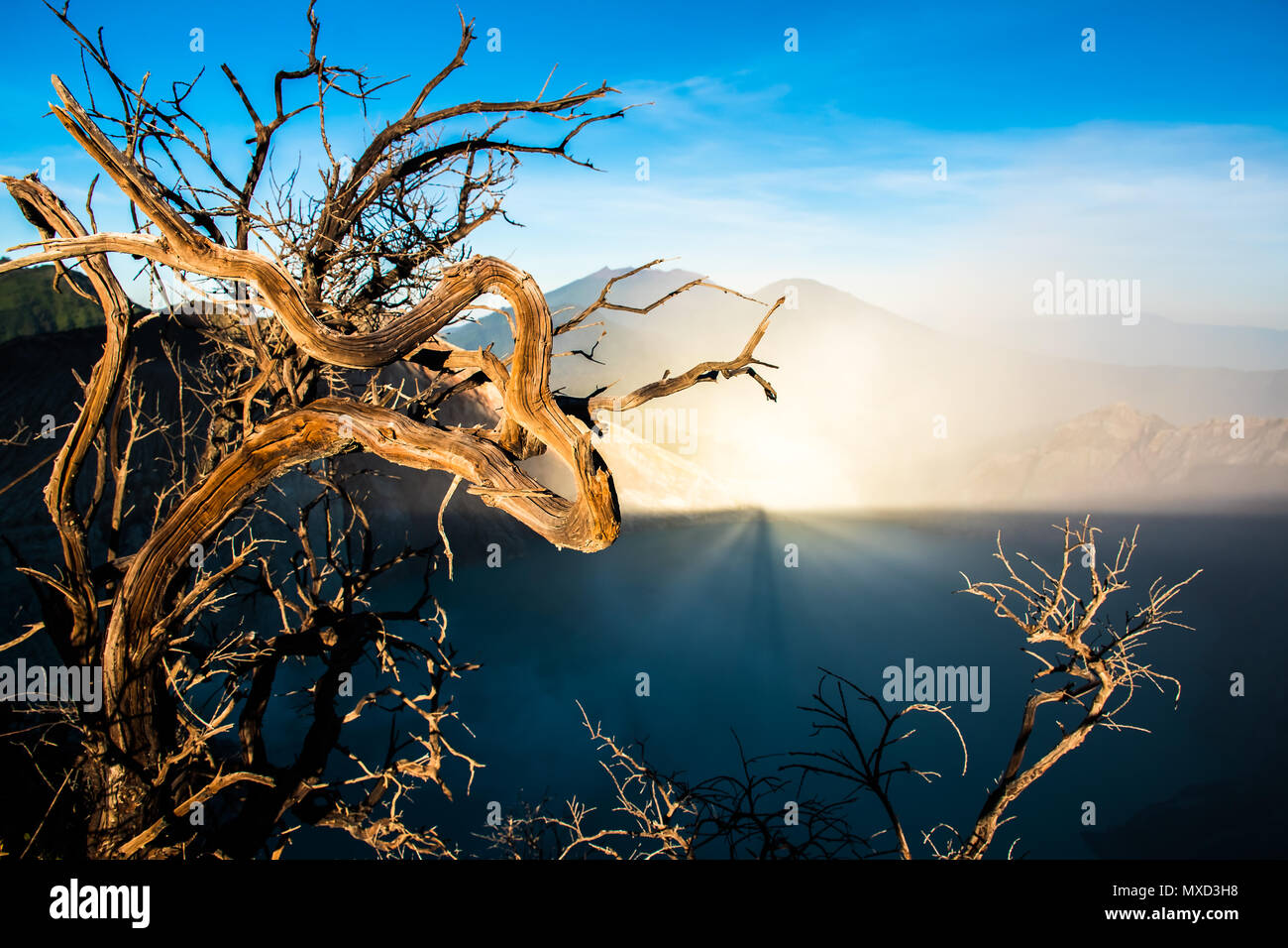 Kawah Ijen volcano with trees during beautiful sunrise in East Java in ...