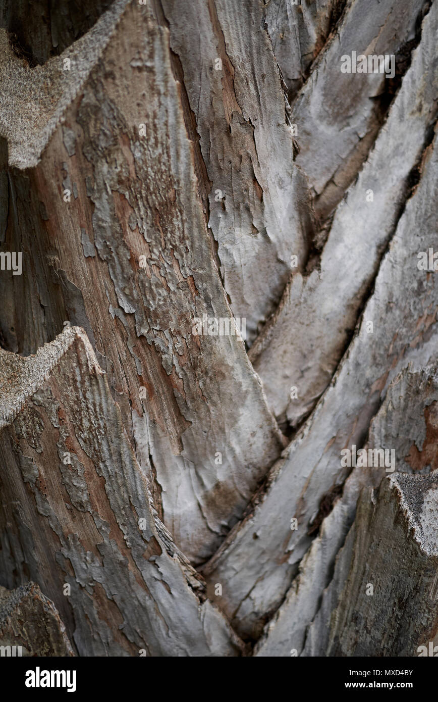 Syagrus hi-res stock photography and images - Alamy