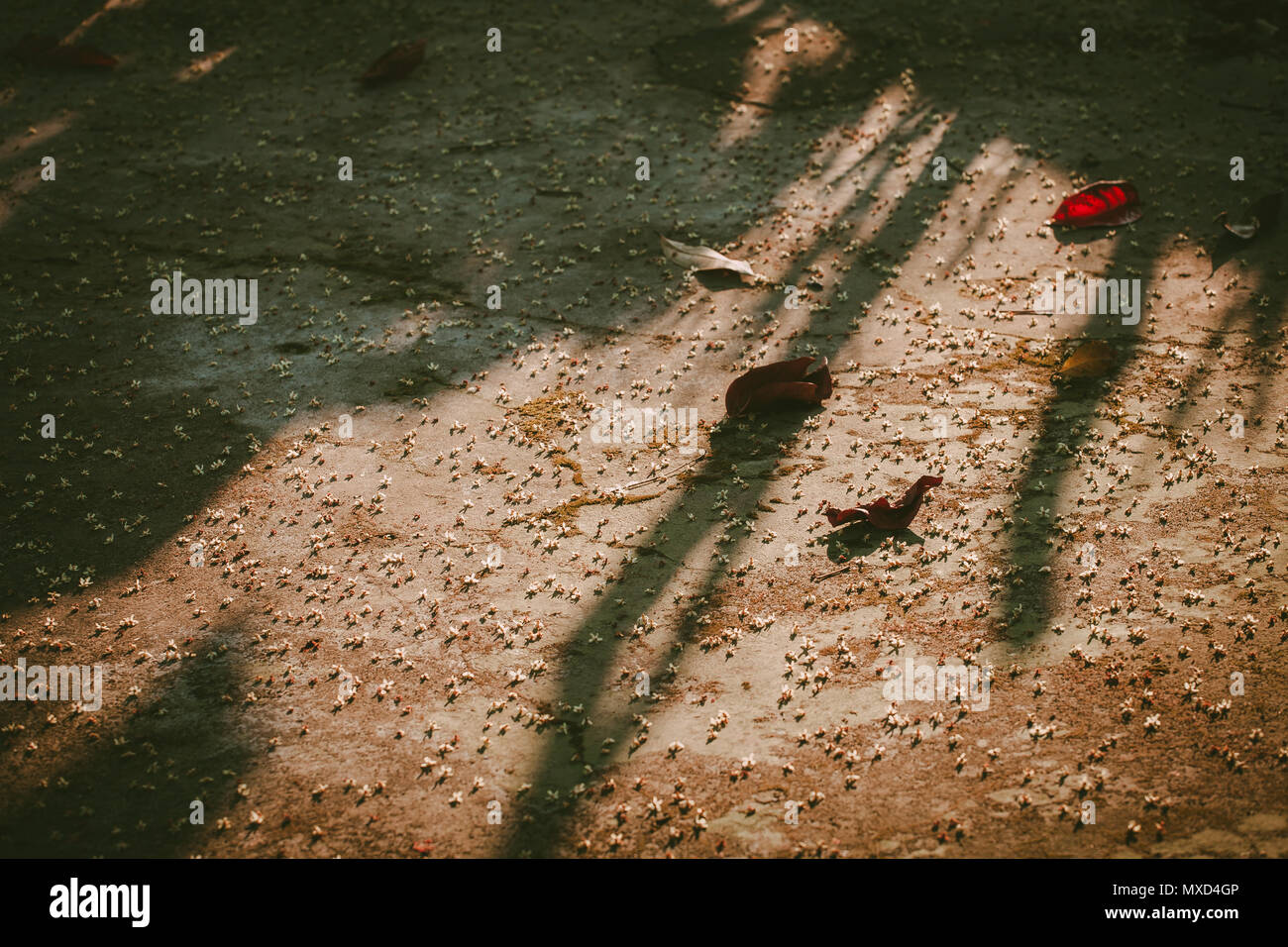 Old leaf and small flower is falling on the ground Stock Photo - Alamy