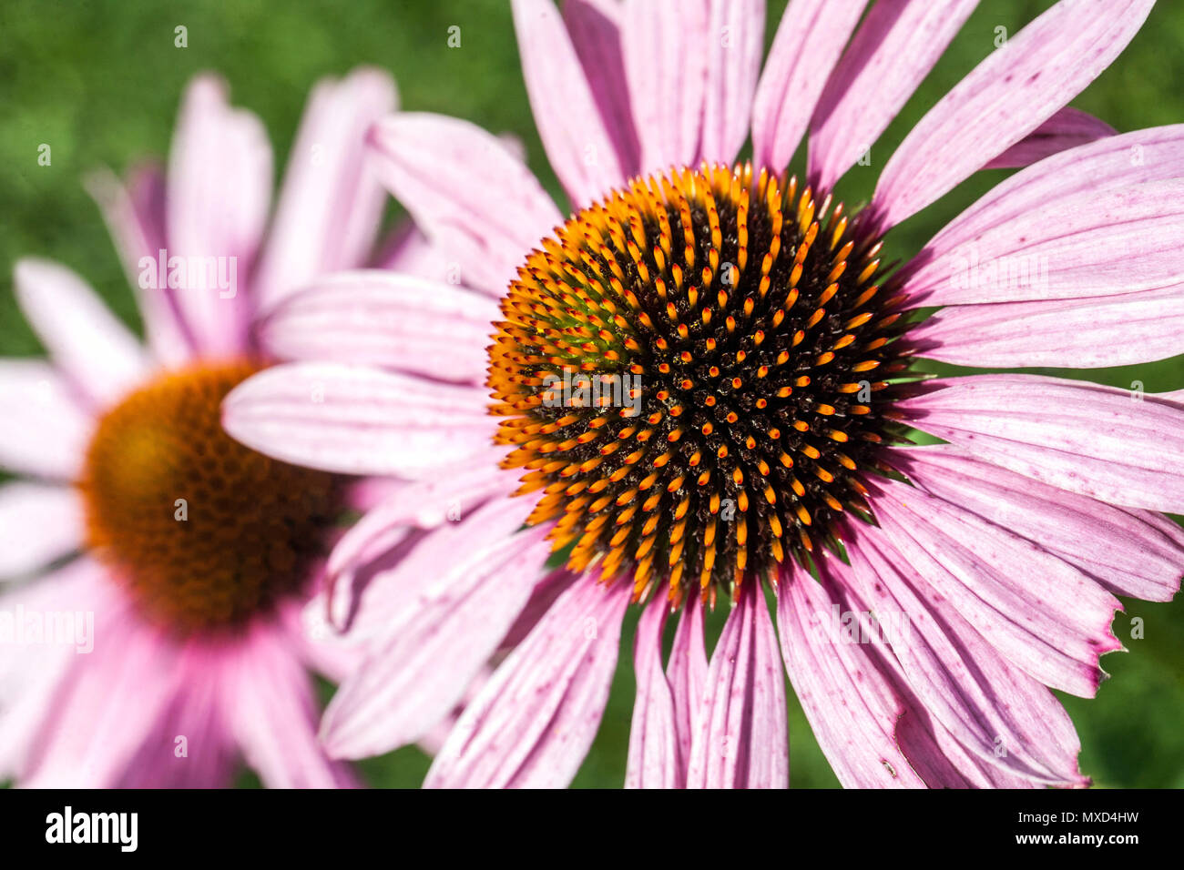 Echinacea magnus flower hi-res stock photography and images - Alamy