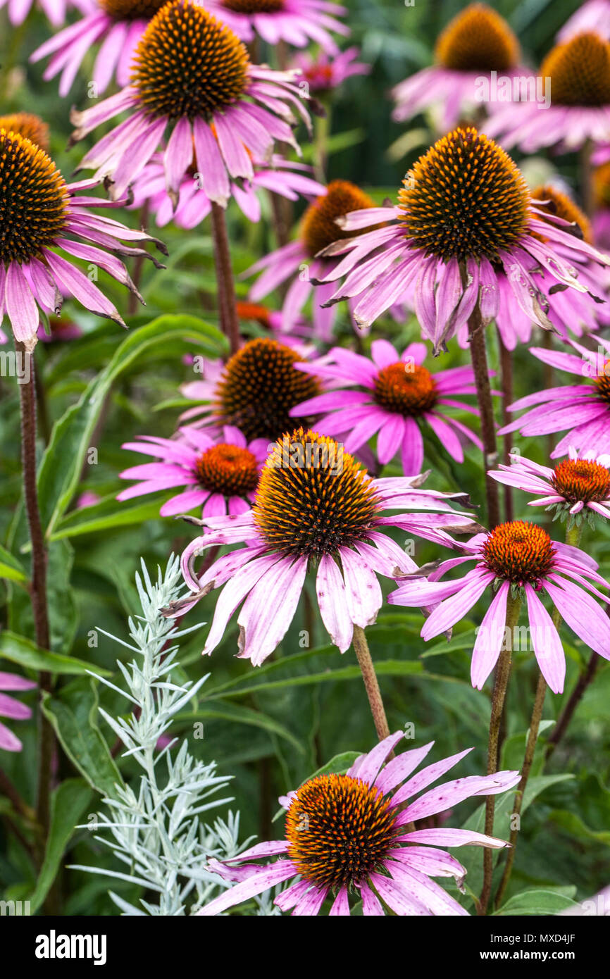 Echinacea purpurea blooms sunny hi-res stock photography and images - Alamy