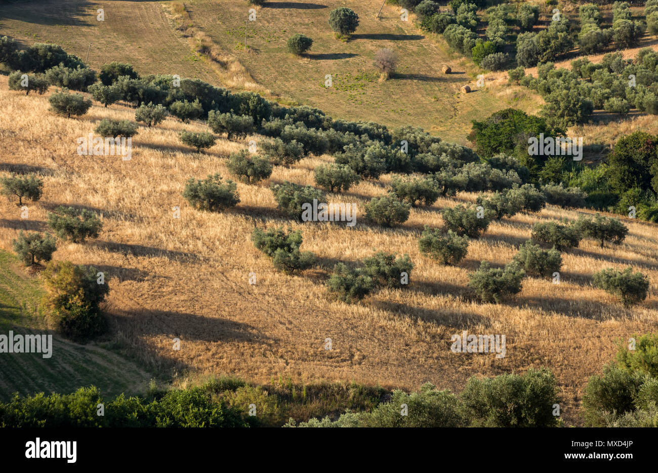 view of olive groves and fields on rolling hills of Abruzzo. Italy ...