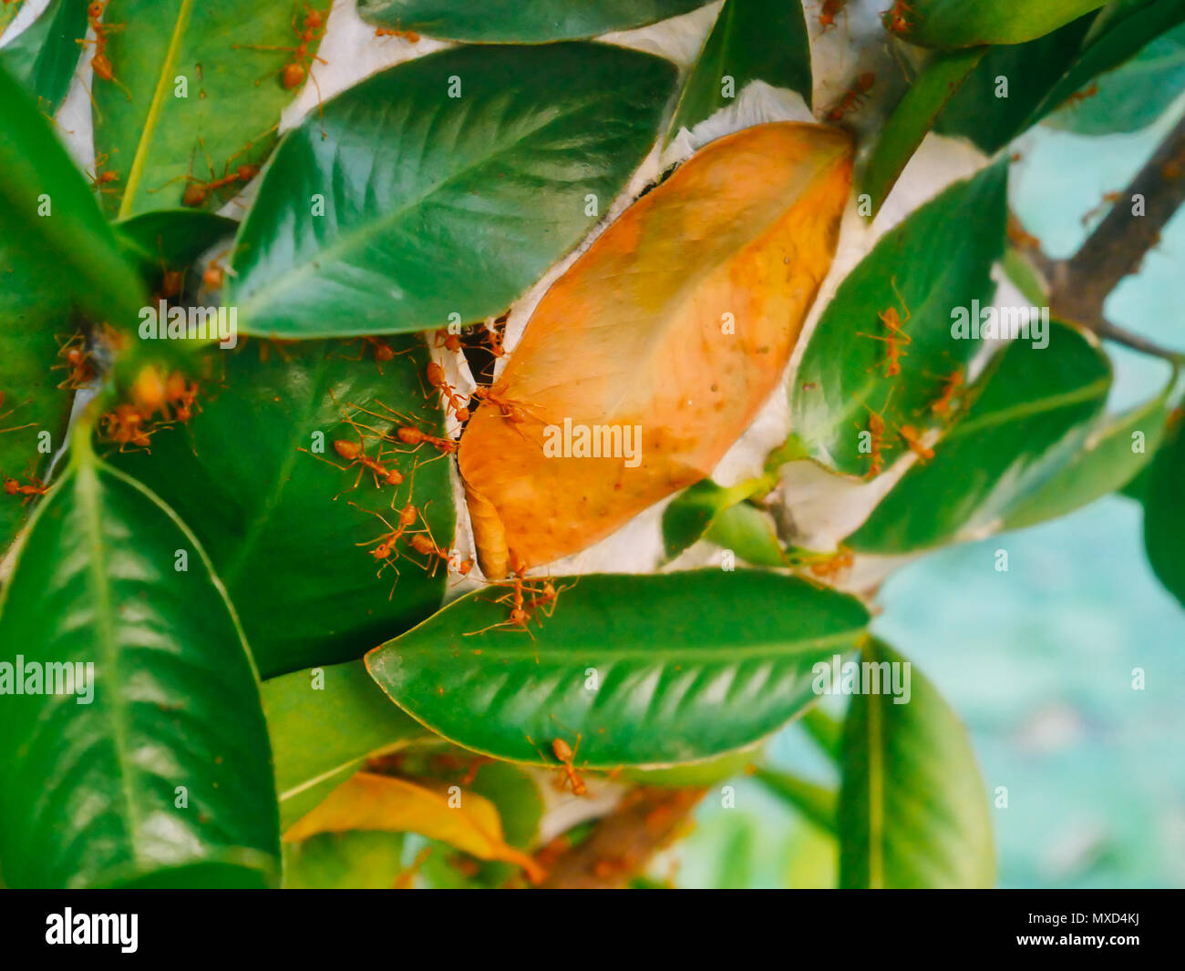 Red ant's nest Stock Photo - Alamy