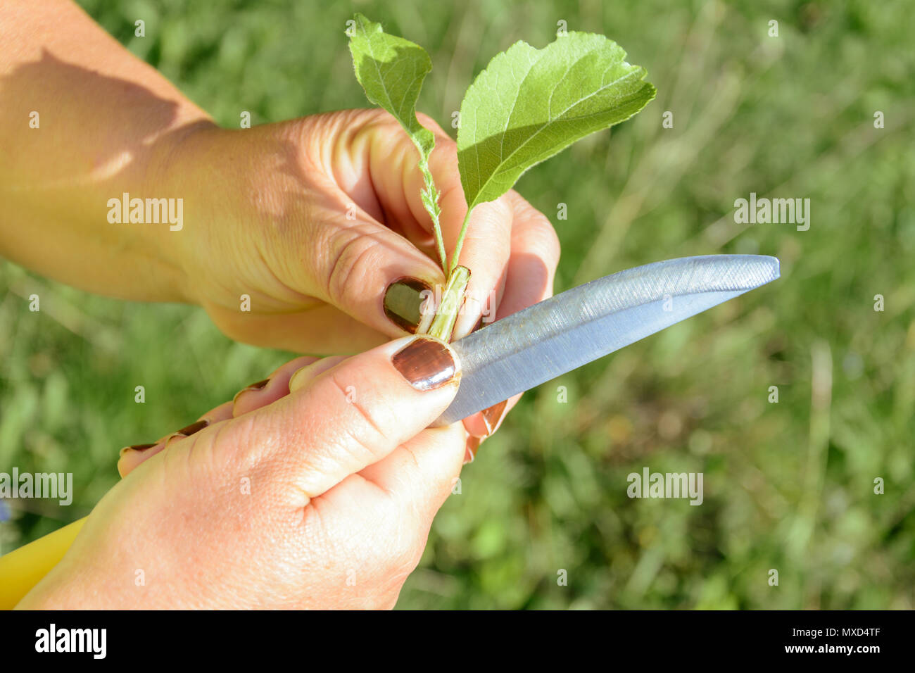 Okuling and inoculation of fruit tree in the garden 2018 Stock Photo ...