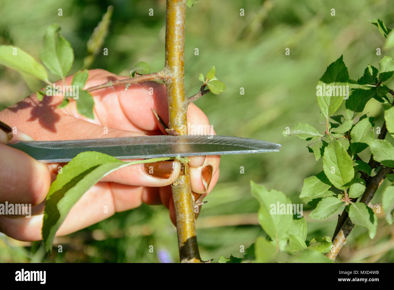 Oculization and inoculation of fruit tree in the countryside 2018 Stock ...