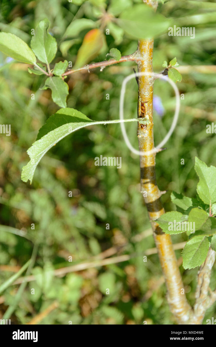 Apple tree renovation grafting hi-res stock photography and images - Alamy