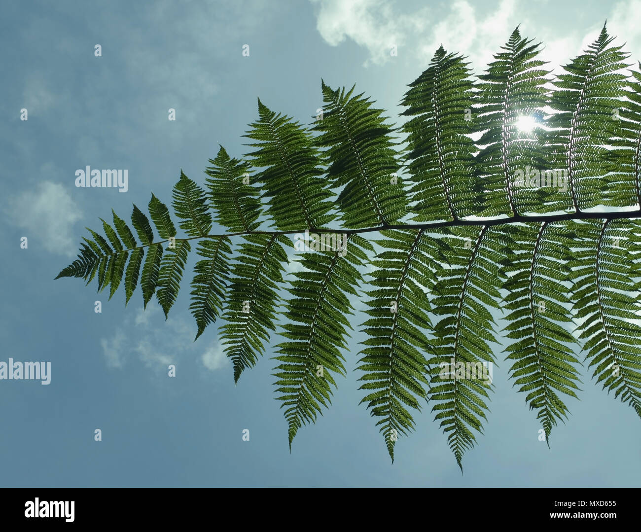 Tree fern silhouette hi-res stock photography and images - Alamy