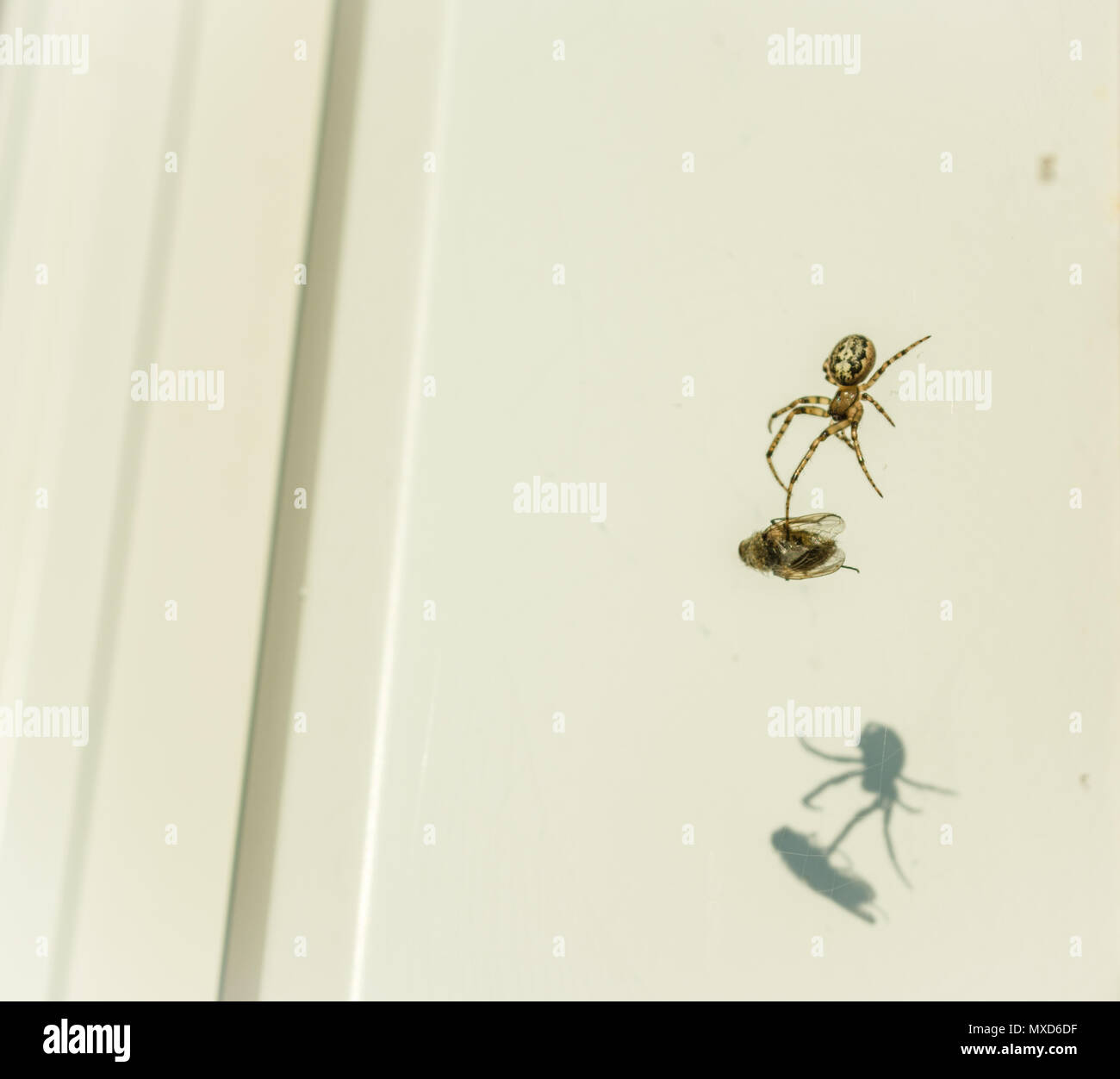 Spider eating a fly Stock Photo - Alamy