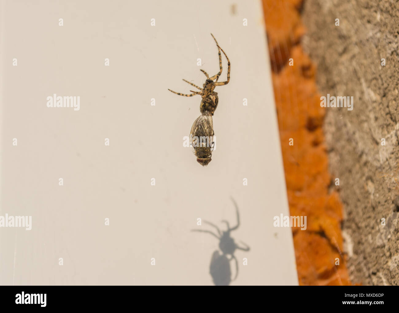 Spider eating a fly Stock Photo - Alamy