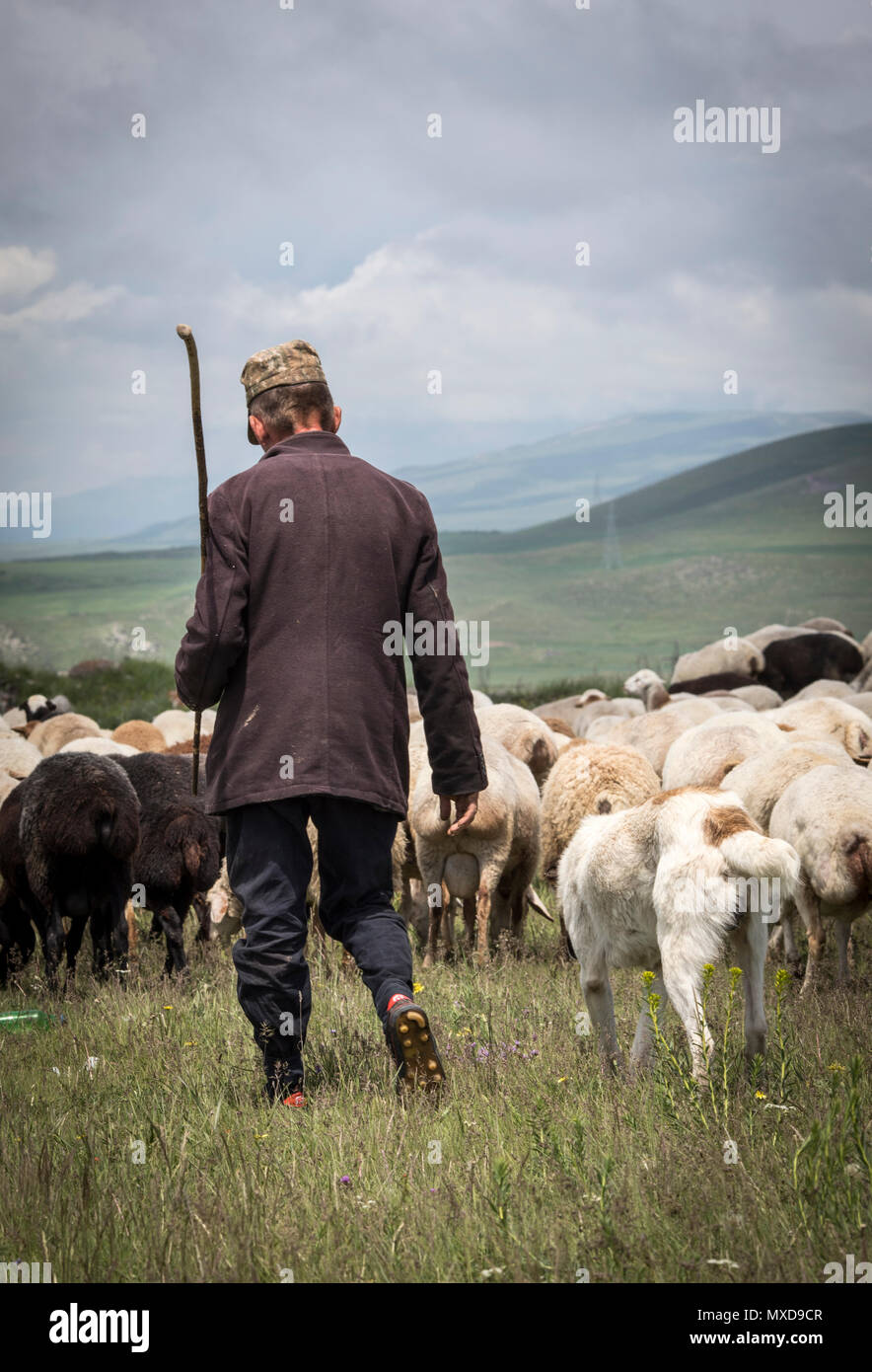 Areni, Armenia, 2nd June, 2018: armenian man herding his sheep in a ...