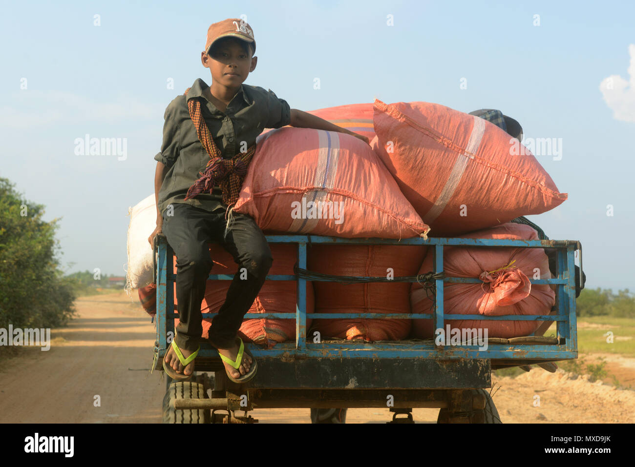 a ox cart on a road near the City of Siem Riep in the west of Cambodia ...