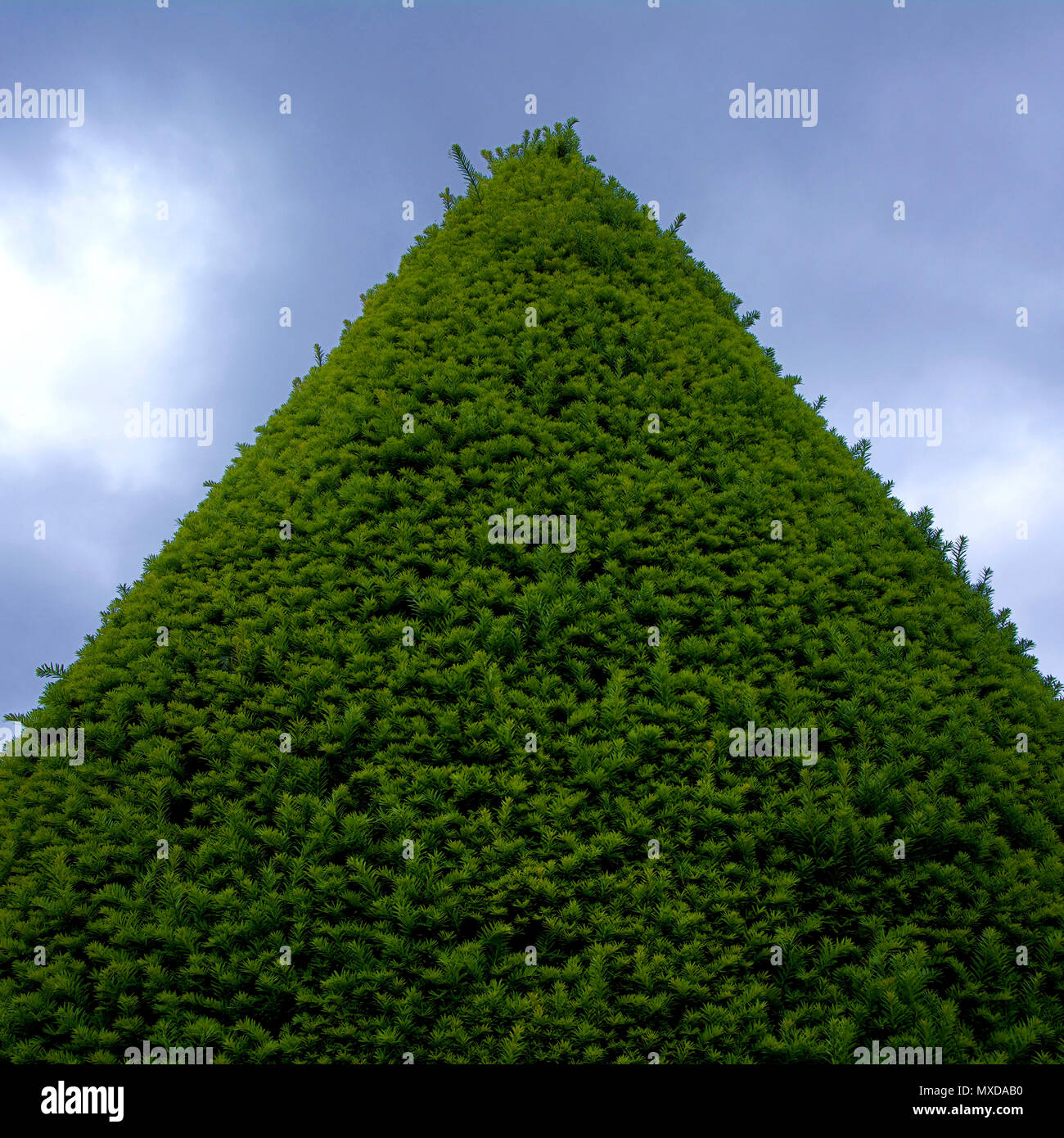 Part of fir tree hi-res stock photography and images - Alamy