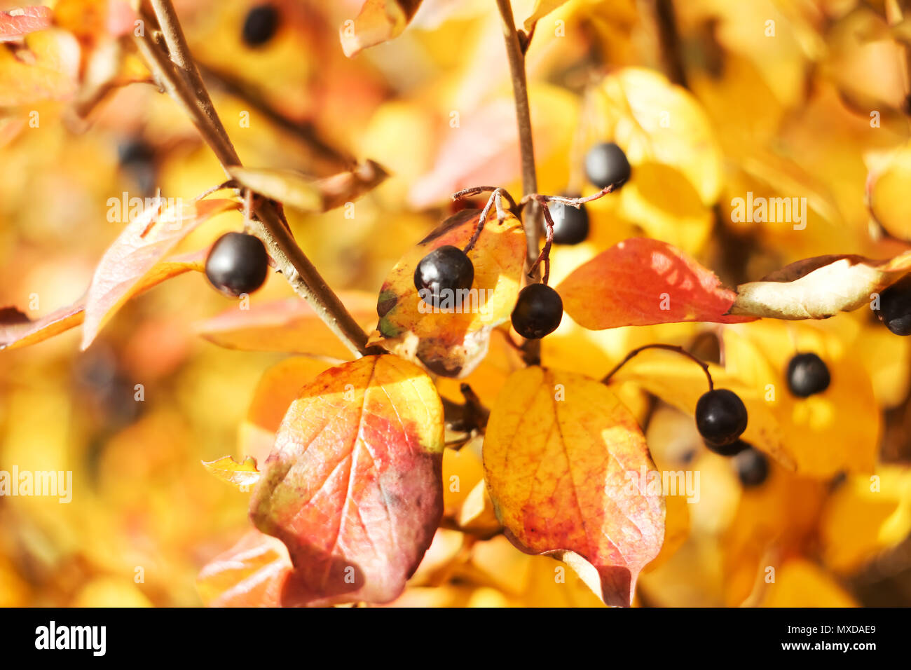 Autumn Bush of wolf berries in the sun background Stock Photo - Alamy