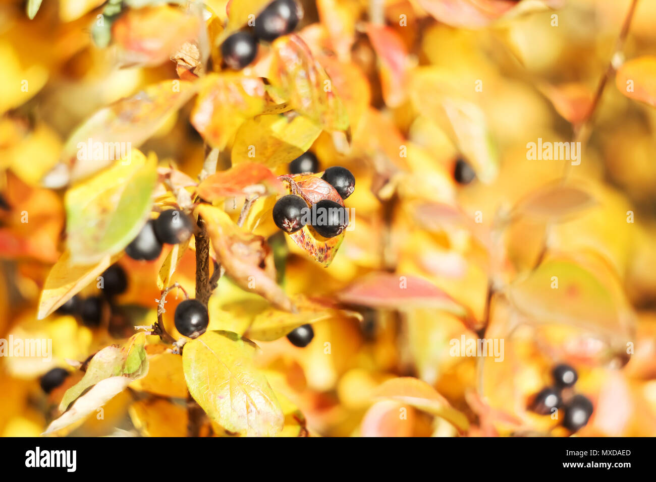 Autumn Bush of wolf berries in the sun background Stock Photo - Alamy