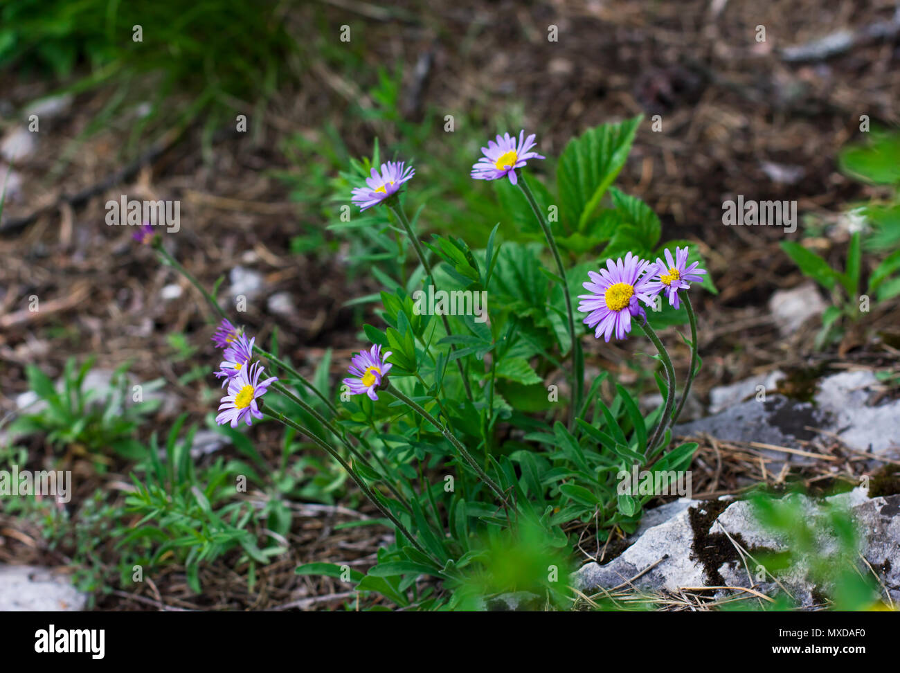 Alpine aster (Aster alpinus) on stones in the forest grass Stock Photo ...