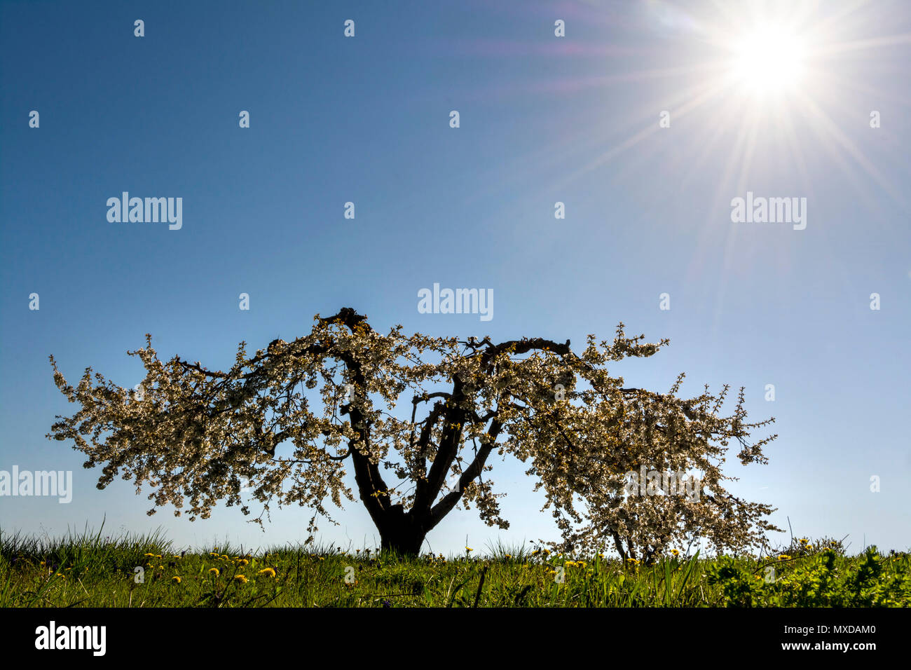 Plain tree hi-res stock photography and images - Alamy