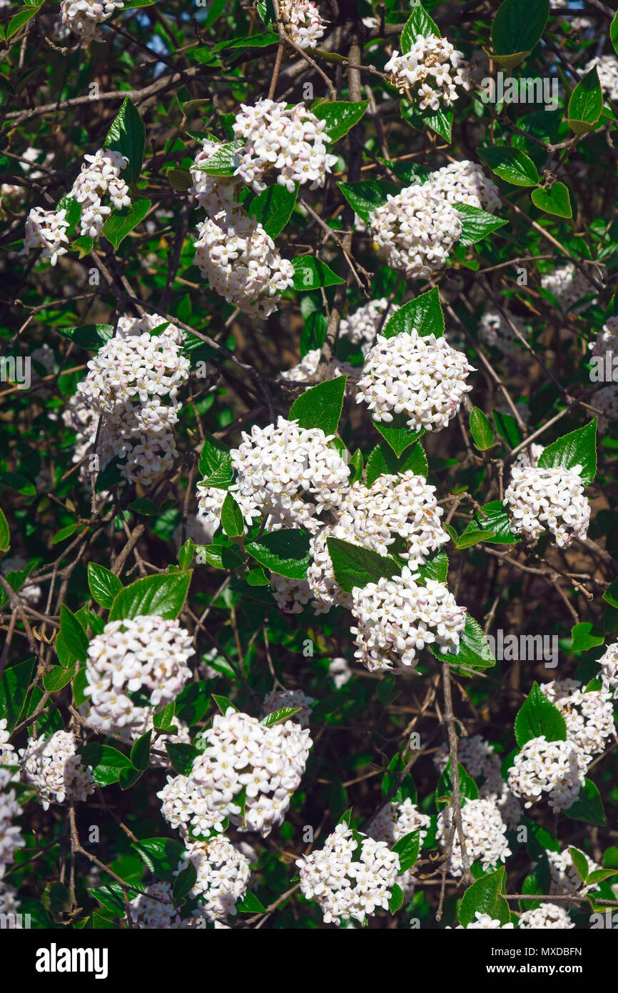 Viburnum x burkwoodii hi-res stock photography and images - Alamy