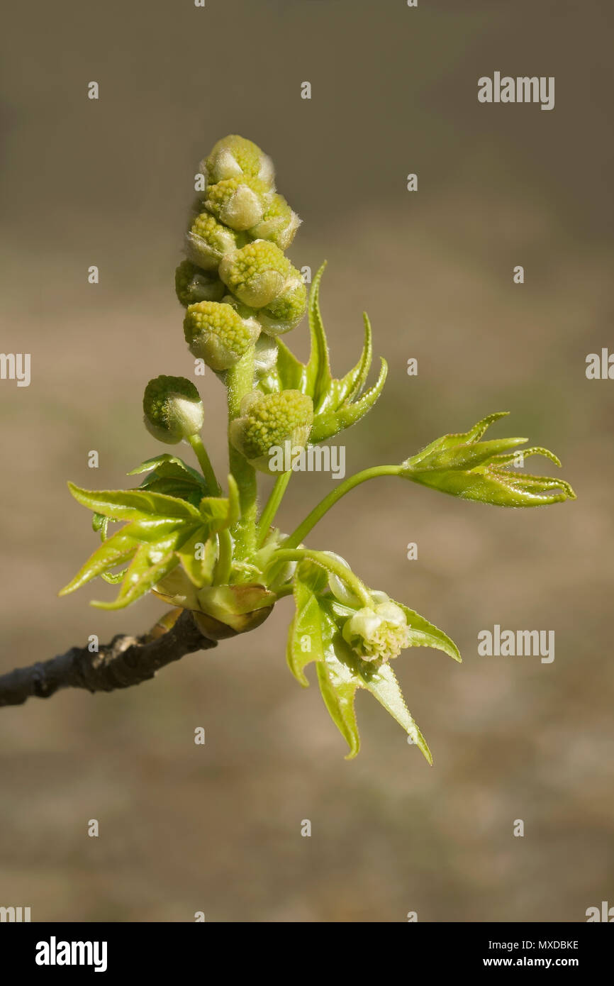 American sweetgum (Liquidambar styraciflua). Known also as Redgum ...