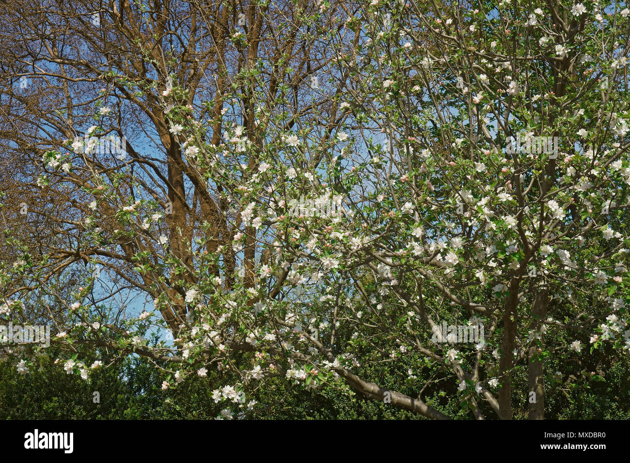 Roxbury russet apple tree (Malus x Roxbury Russet). America's oldest ...