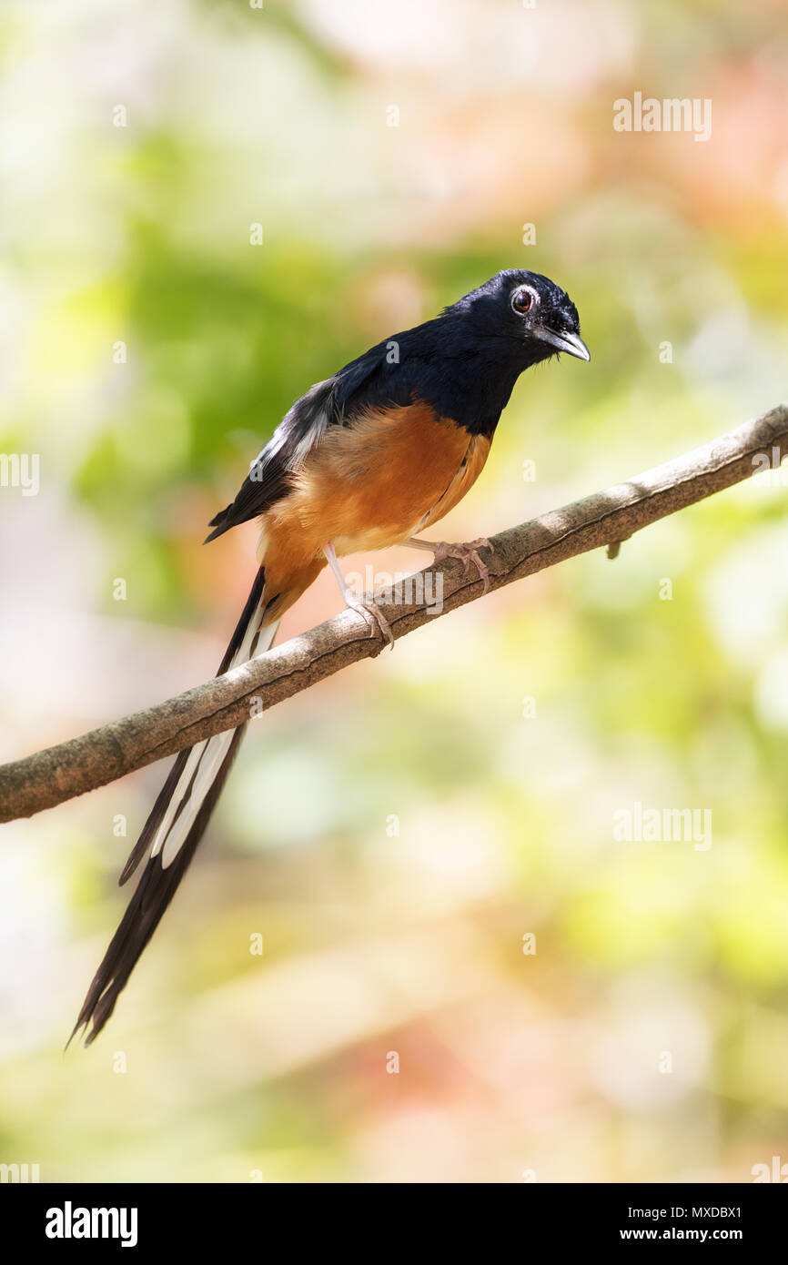 Shama bird hi-res stock photography and images - Alamy