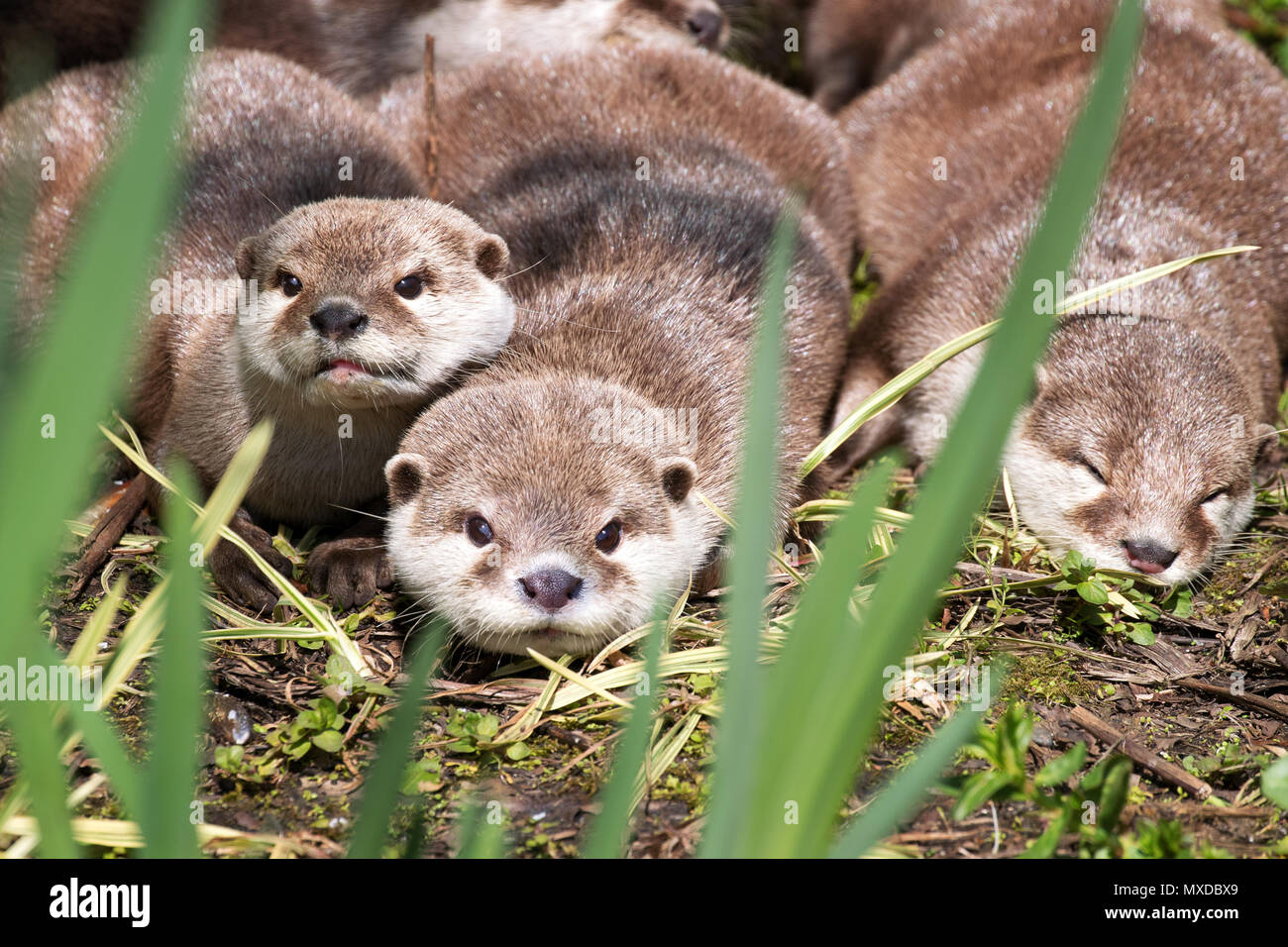 A family of Asain short-clawed otters resting on a riverbank. This is ...