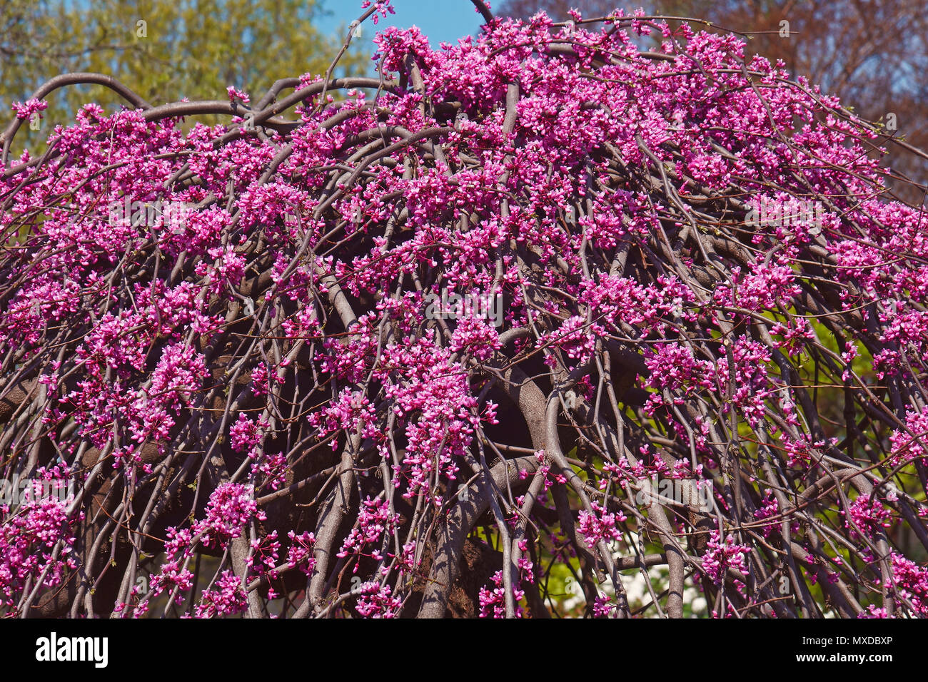 Cercis canadensis lavender twist hi-res stock photography and images ...