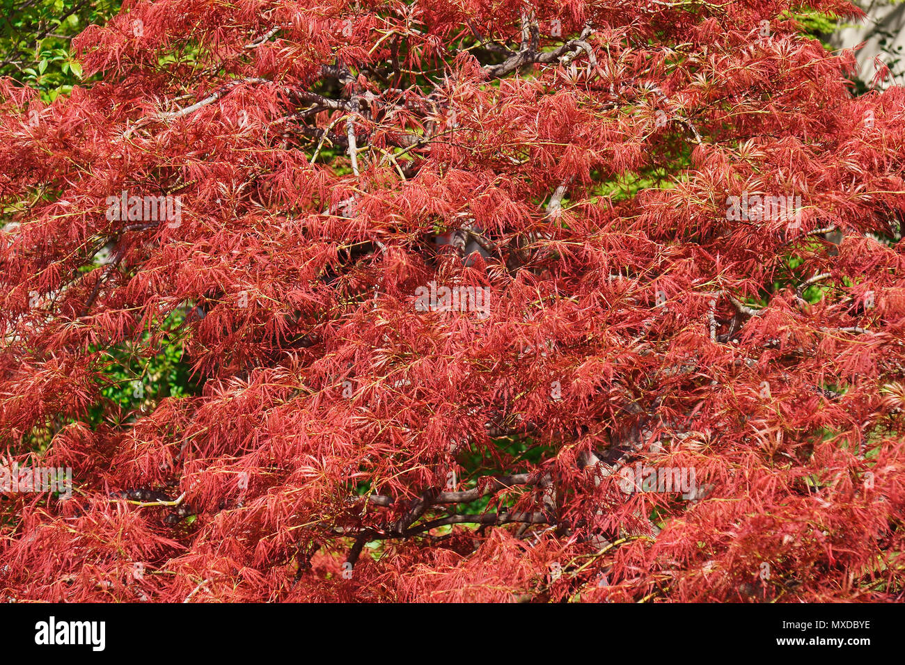 Japanese cutleaf maple (Acer palmatum Red Strata). Known as Japanese ...